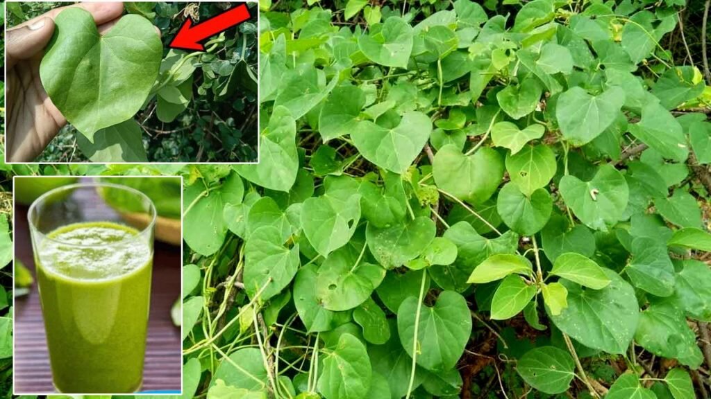 Ashwagandha Health Benefits : అశ్వగంధతో ఆయుర్వేదంలో ఏయే జబ్బులను నయం ...