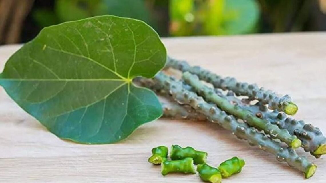 Tippa Teega Health Benefits : తిప్పతీగతో ఎన్ని ఆరోగ్య ప్రయోజనాలో తెలుసా ...