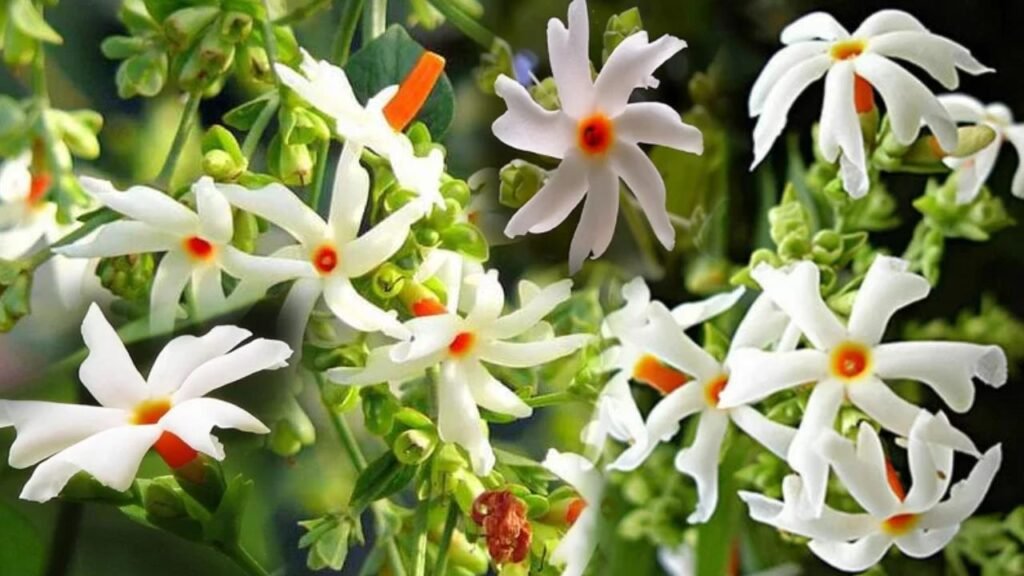 Parijat Flower Benefits : మీ ఇంట్లో ‘పారిజాతం’ ఉందా? పూలలో ఎన్నో ...