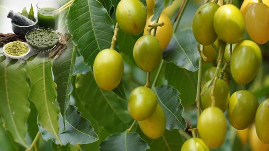 Neem Tree Fruit Benefits : చేదుగా ఉన్నా వేప ఆకులు, పండ్లతో అత్యద్భుతమైన ...