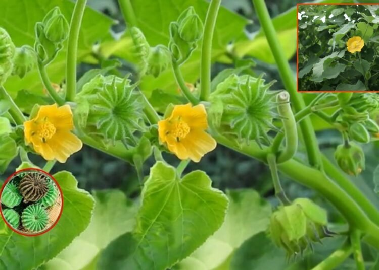 Nelatadi Plant Health Benefits : ‘నేలతాడి’మొక్కలతో అన్ని రకాల రోగాలకు ...
